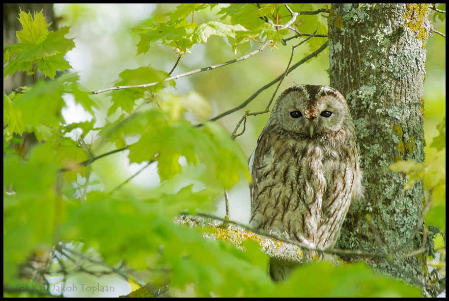 Kodukakk, Tawny Owl, Strix aluco – Toplaanfoto
