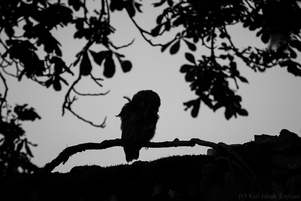 Kodukakk, Tawny Owl, Strix aluco – Toplaanfoto